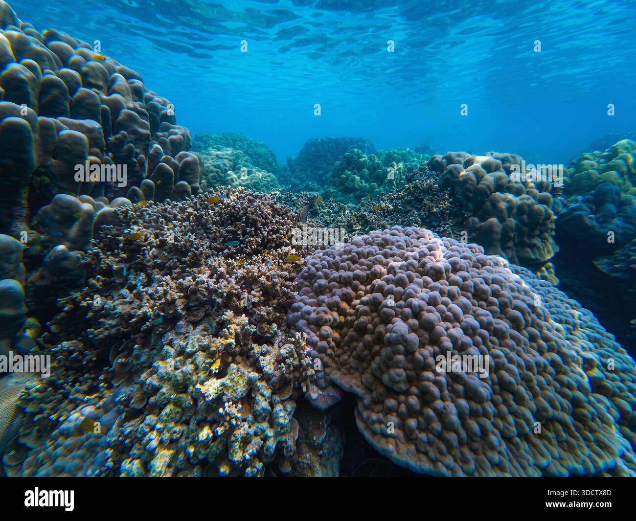 Underwater scene showing vibrant coral reef ecosystems with diverse ...