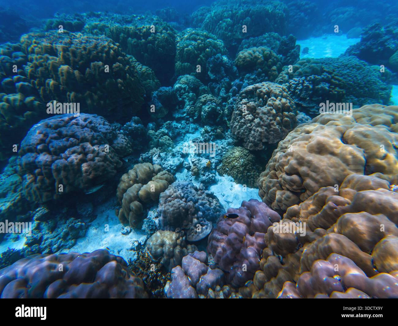 Vibrant coral reefs support hi-res stock photography and images - Alamy