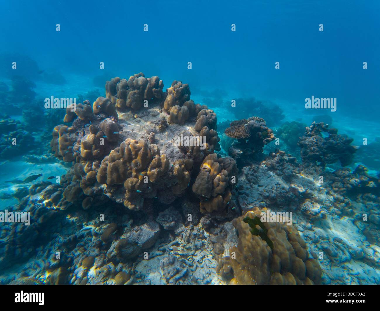 Coral reefs support diverse species and fragile ecosystems ...