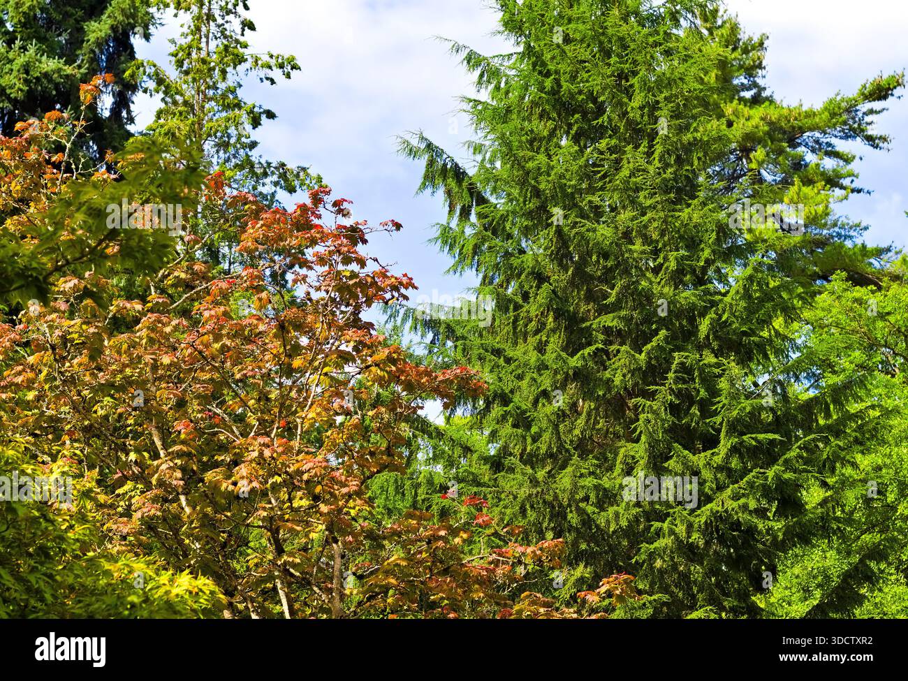 Colorful mix of evergreen and maple trees in the Seattle Japanese ...