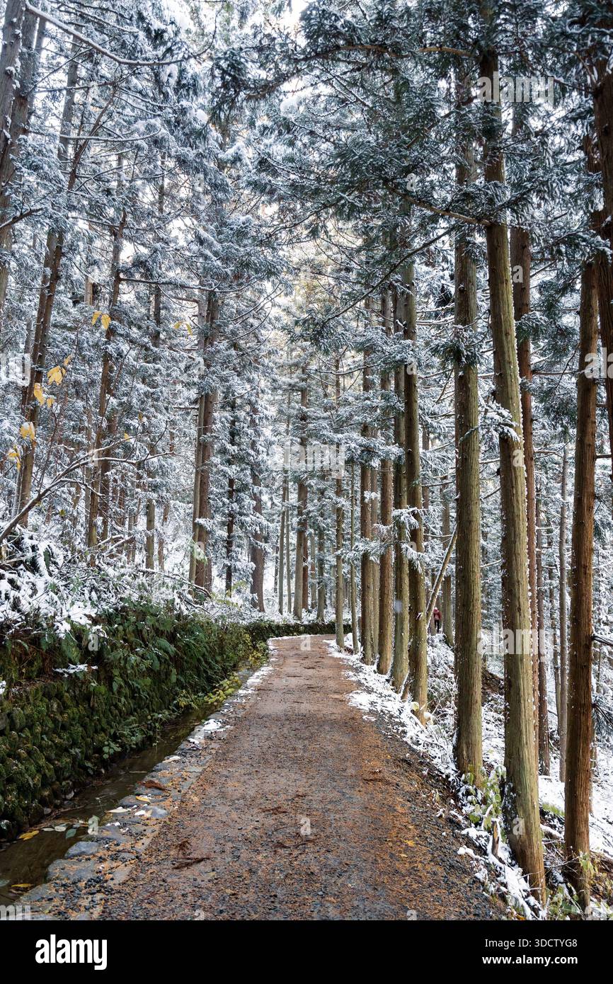 Snow covered trees along hiking path to Jigokudani Yaen-Koen snow ...