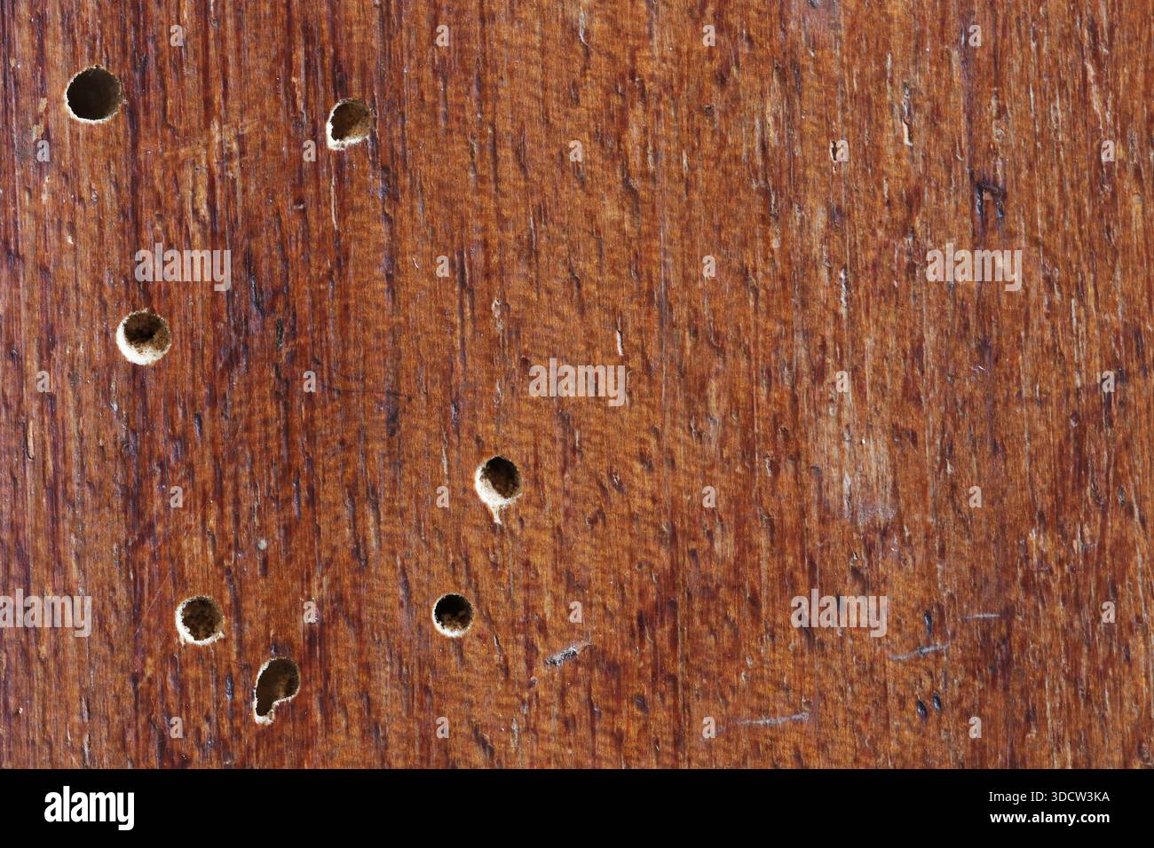 Common house borer hi-res stock photography and images - Alamy