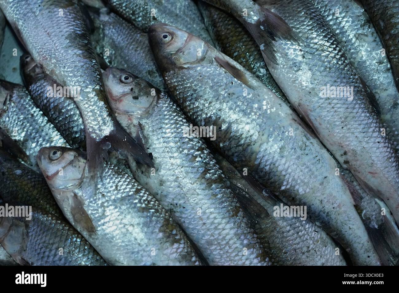 Fresh fish are displayed for sale at a traditional Thursday street ...
