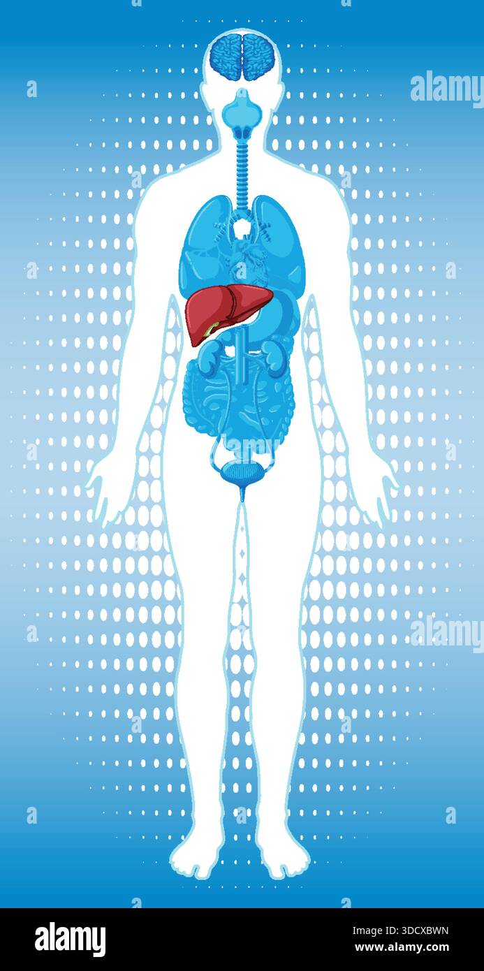 Medical vector illustration of human silhouette with internal organs ...