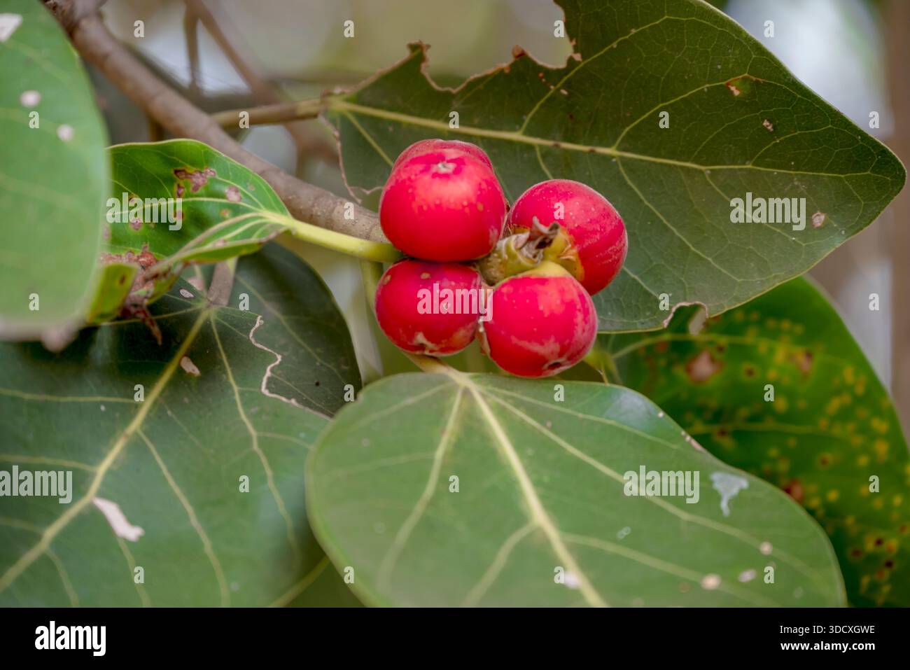 Banyan Tree Ficus Benghalensis Fruit And Leaves In The Tree Green