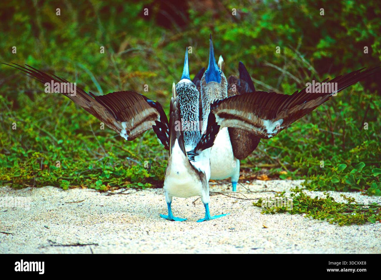 Displaying at prospective nest hi-res stock photography and images - Alamy