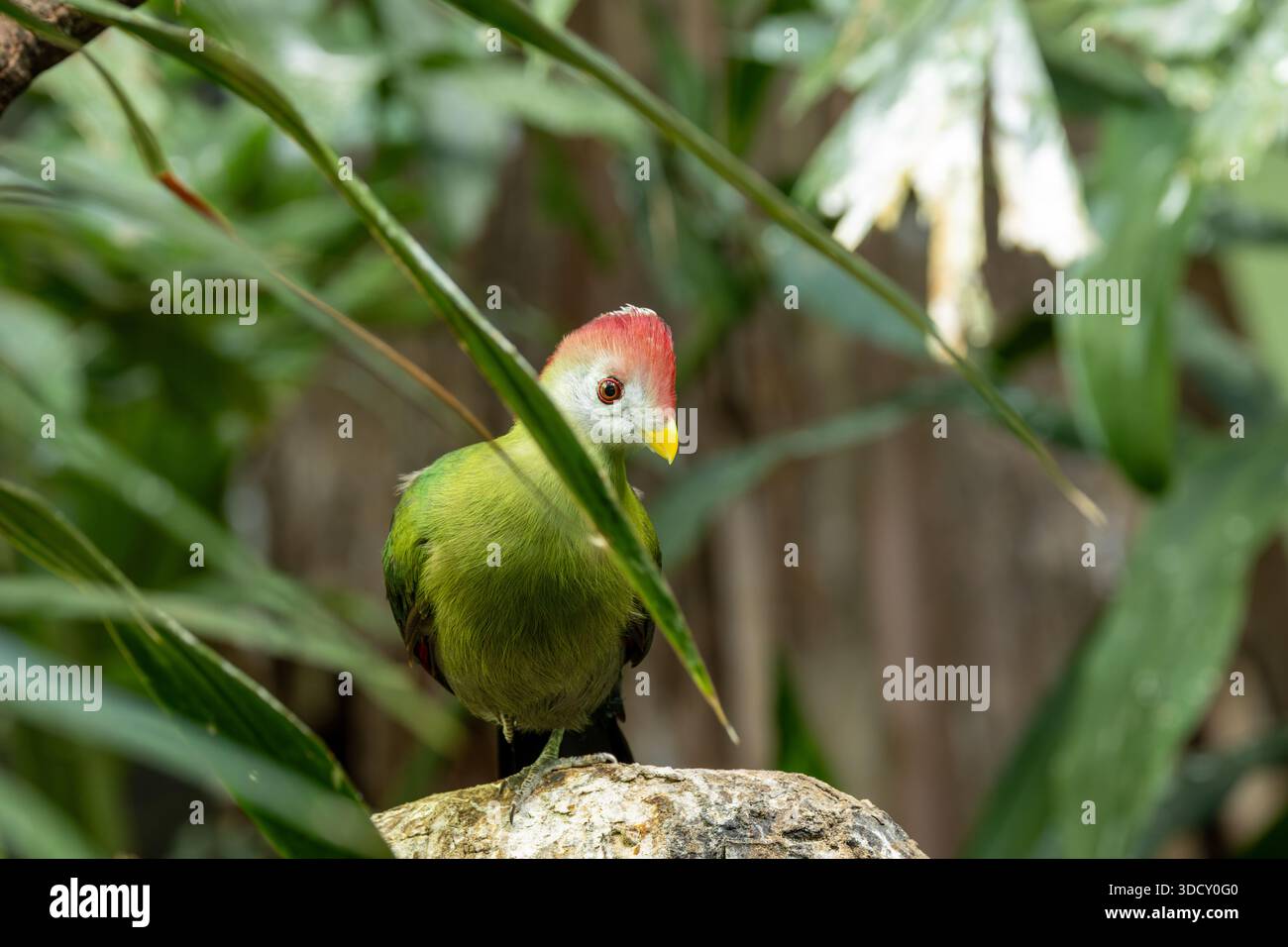 Quicama national park hi-res stock photography and images - Alamy