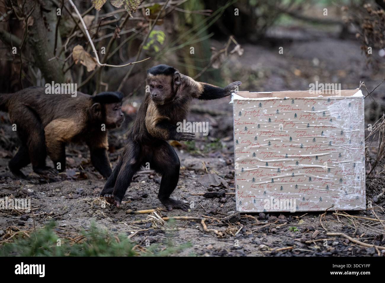 Tufted capuchin (Sapajus apella) look into its Christmas present at ...