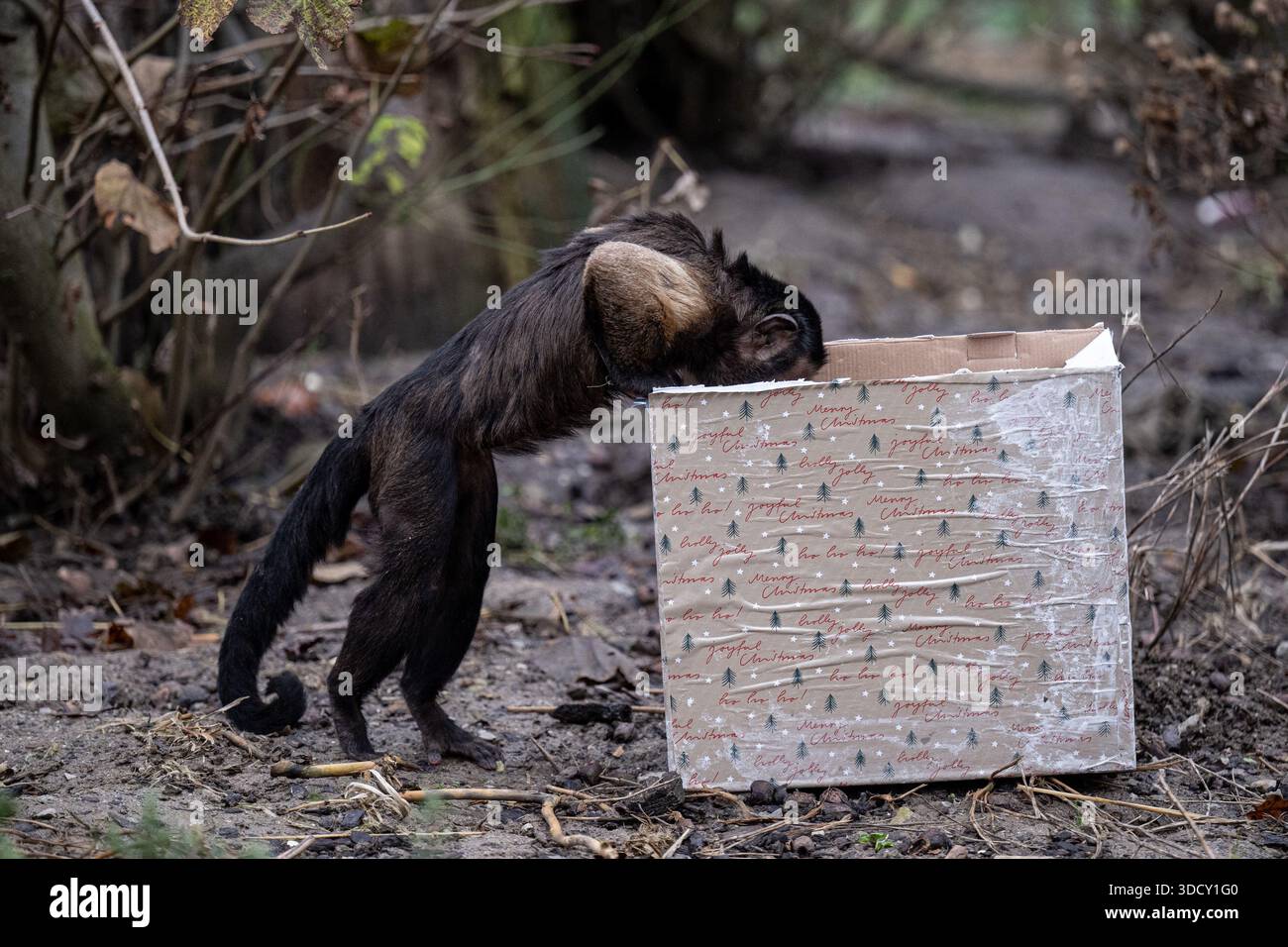 Tufted capuchin (Sapajus apella) look into its Christmas present at ...