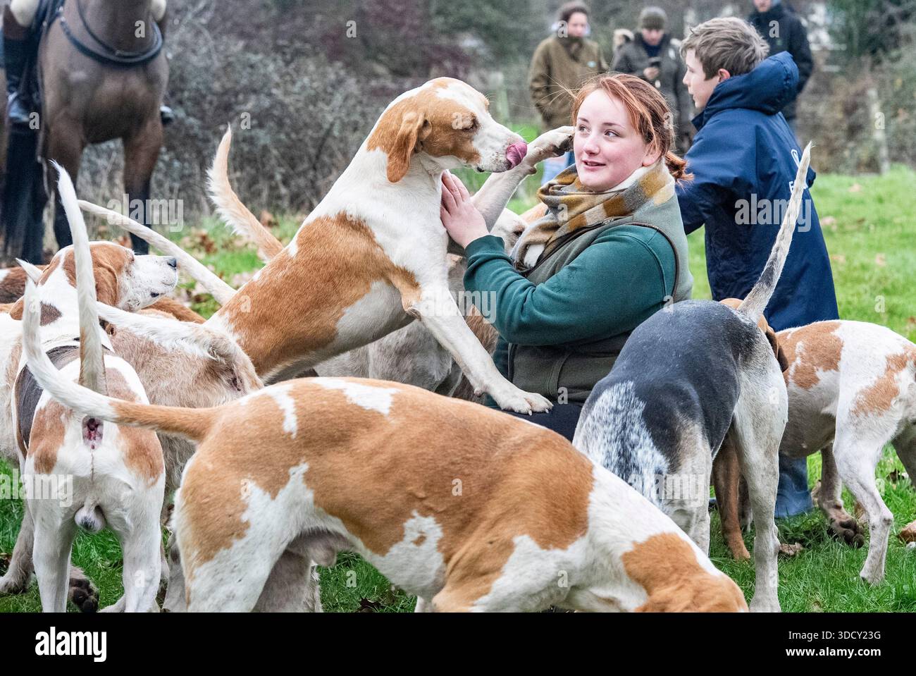 Hounds meet members of the public during the Tedworth Hunt's Boxing Day ...