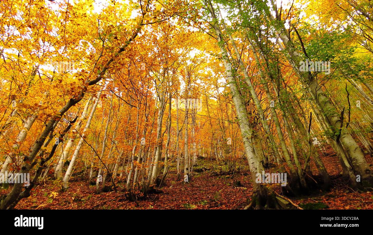 Southern beech leaves hi-res stock photography and images - Alamy