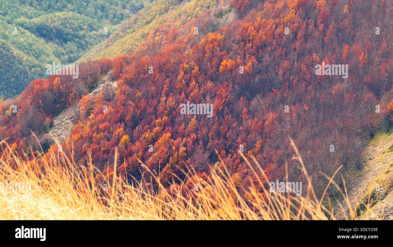 Autumn woodland on steep hi-res stock photography and images - Alamy
