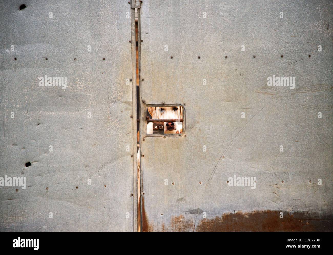 A hound peering through the gate in the stables at Broadway, Cotswolds ...