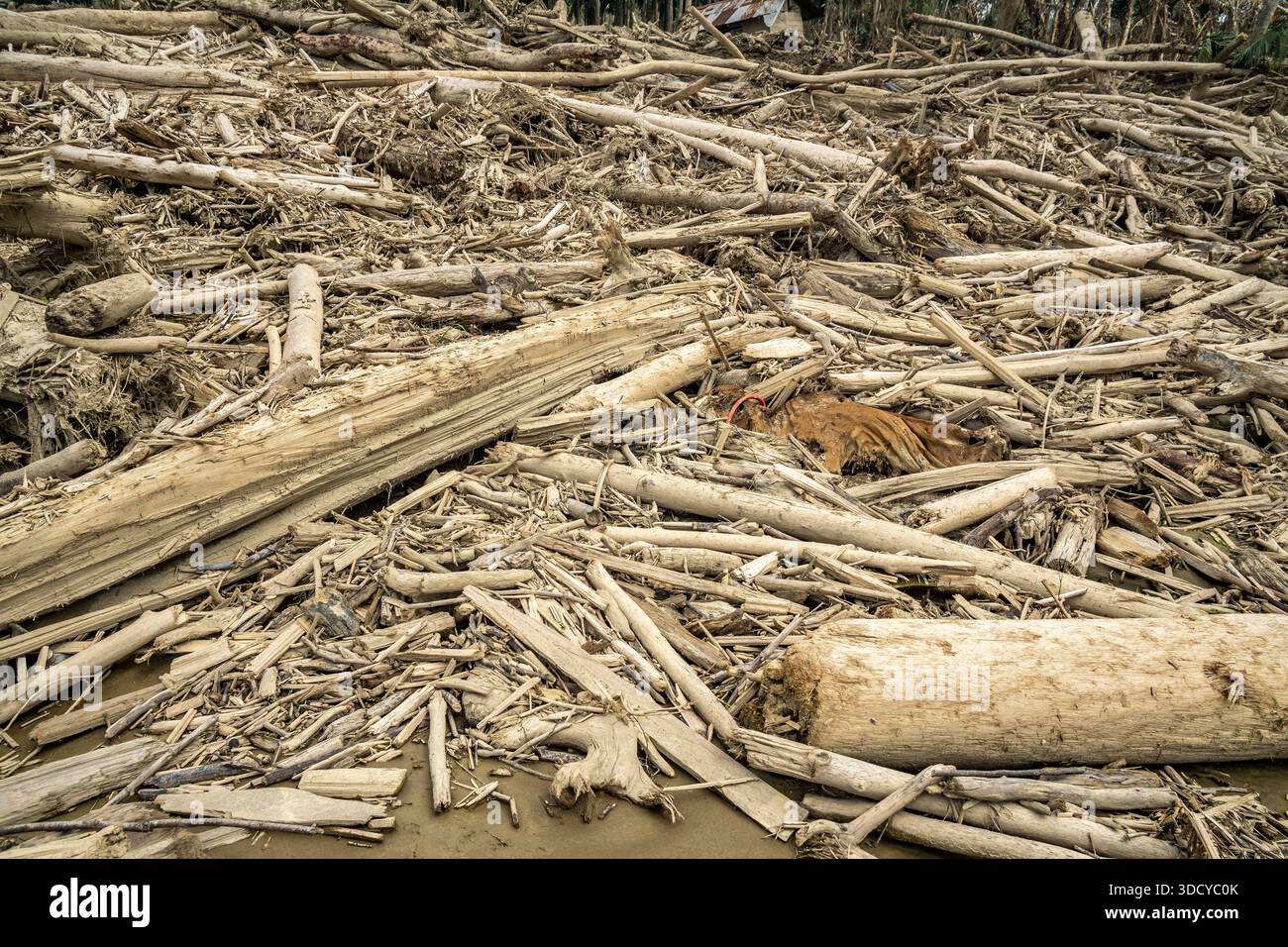 The carcass of a cow is seen among piles of logs that were carried away ...