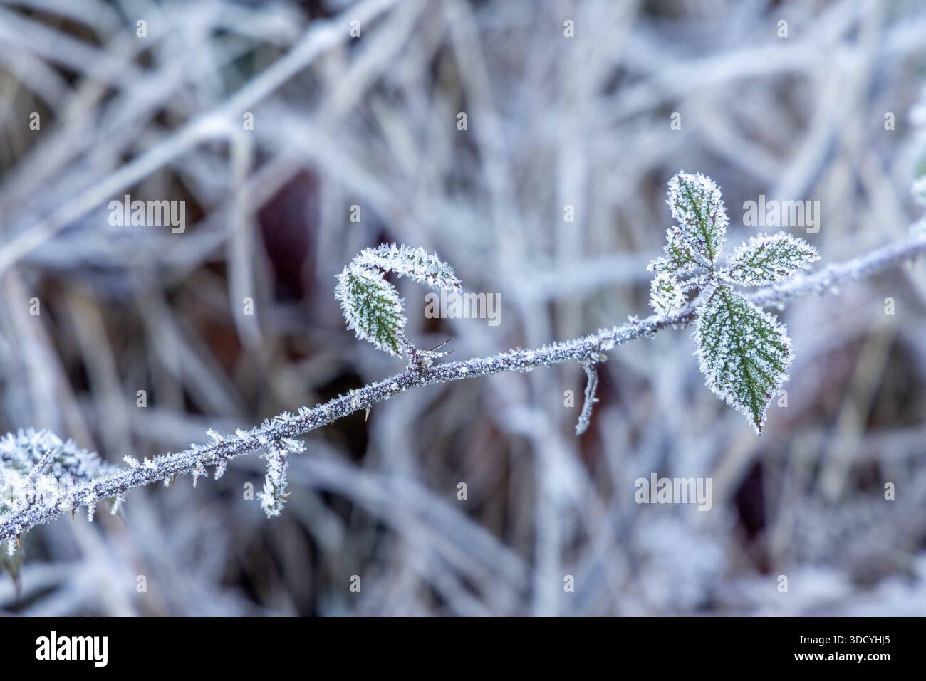 Frost am zweiten Weihnachtsfeiertag Reif hat sich bei Frost auf den ...