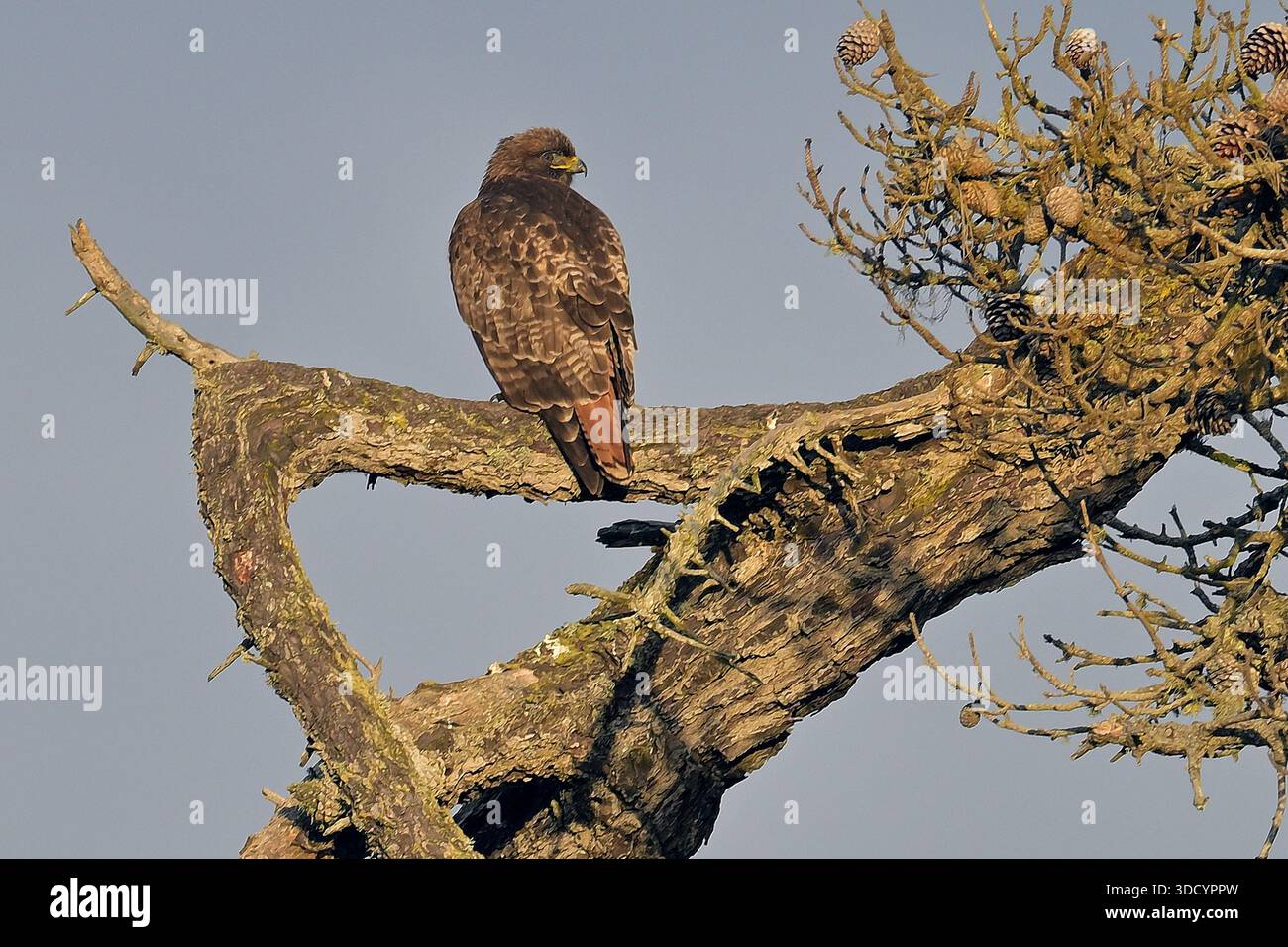December 19, 2025, Pacific Grove, California, US: Red-tailed Hawk ...