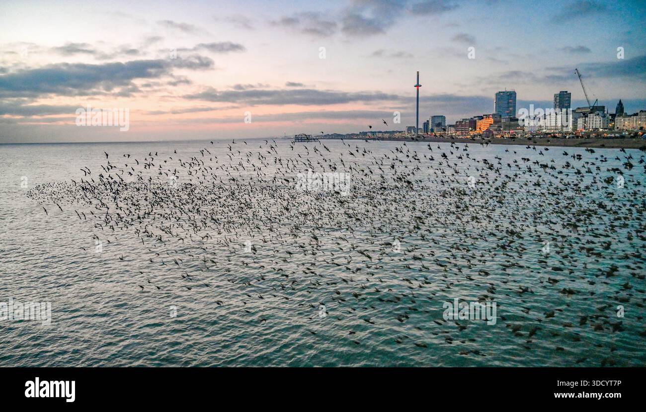 Brighton UK 26th December 2025 - Thousands of starlings perform their ...