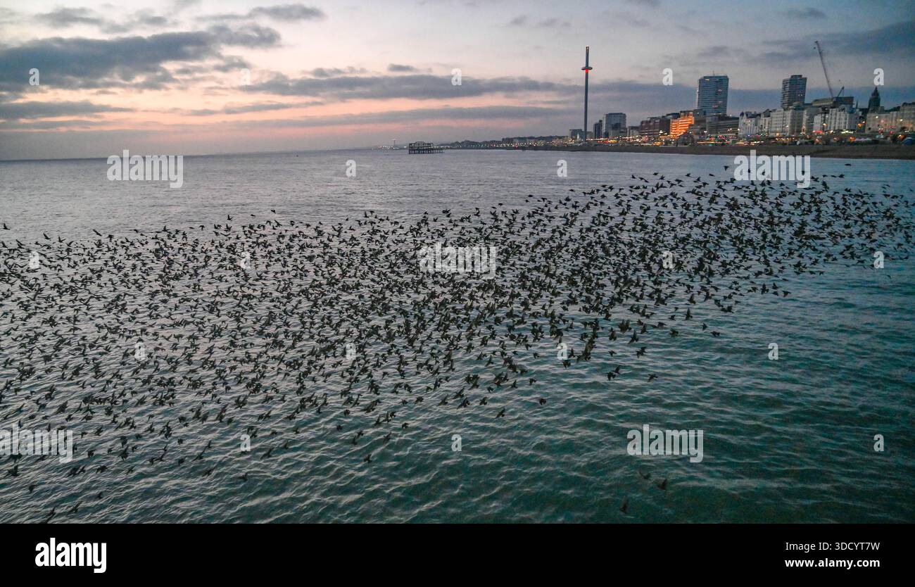 Brighton UK 26th December 2025 - Thousands of starlings perform their ...