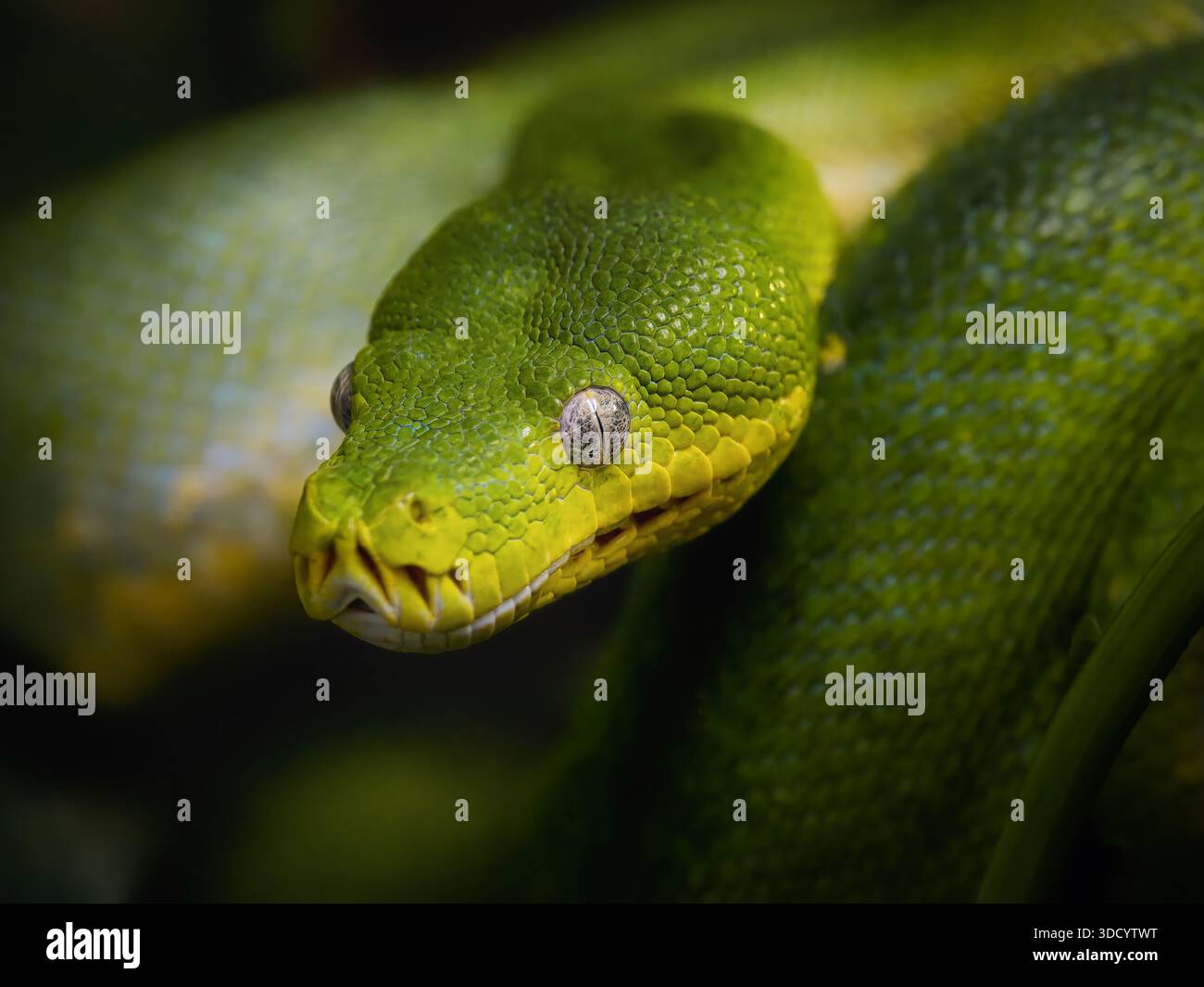 Green Tree Python Close-Up Portrait in Tropical Rainforest Stock Photo ...