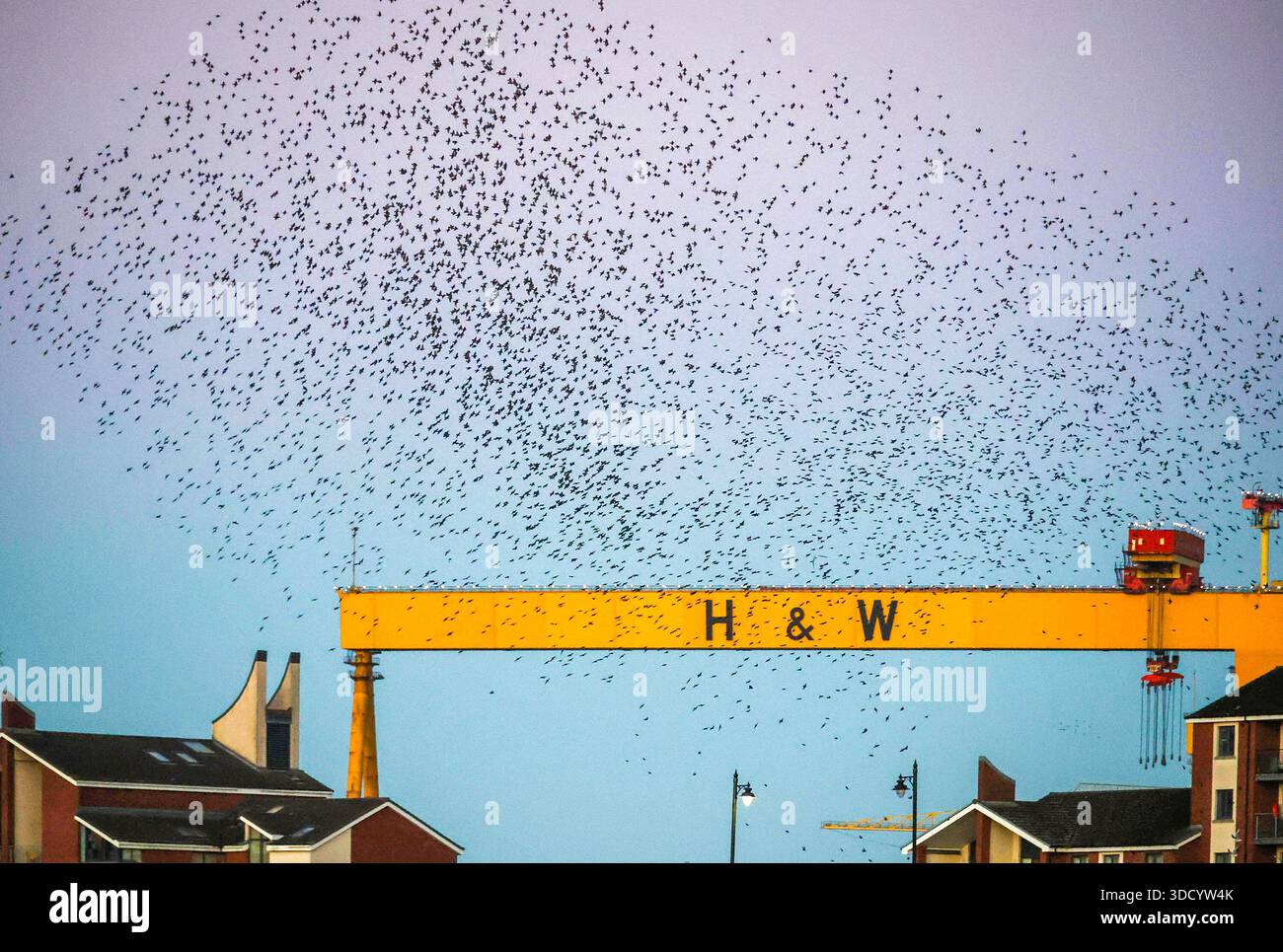 Uk murmuration 2025 hi-res stock photography and images - Alamy