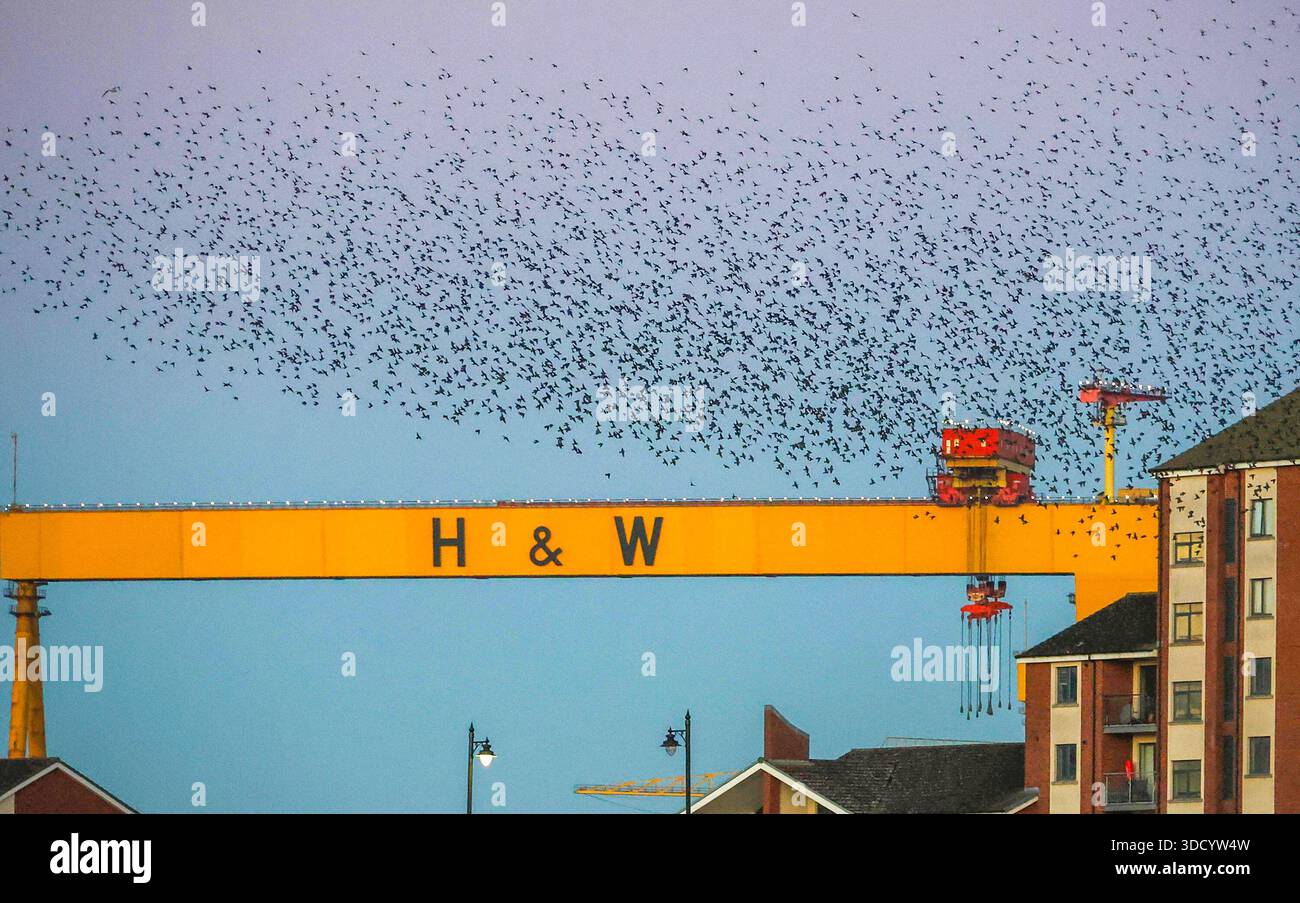 Uk murmuration 2025 hi-res stock photography and images - Alamy
