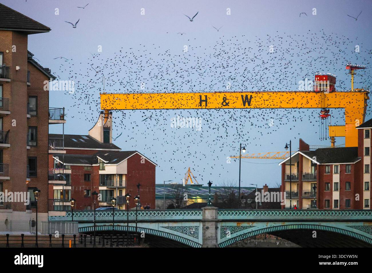 Uk murmuration 2025 hi-res stock photography and images - Alamy