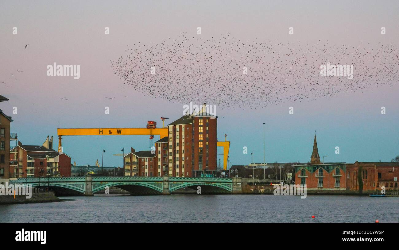 Uk murmuration 2025 hi-res stock photography and images - Alamy