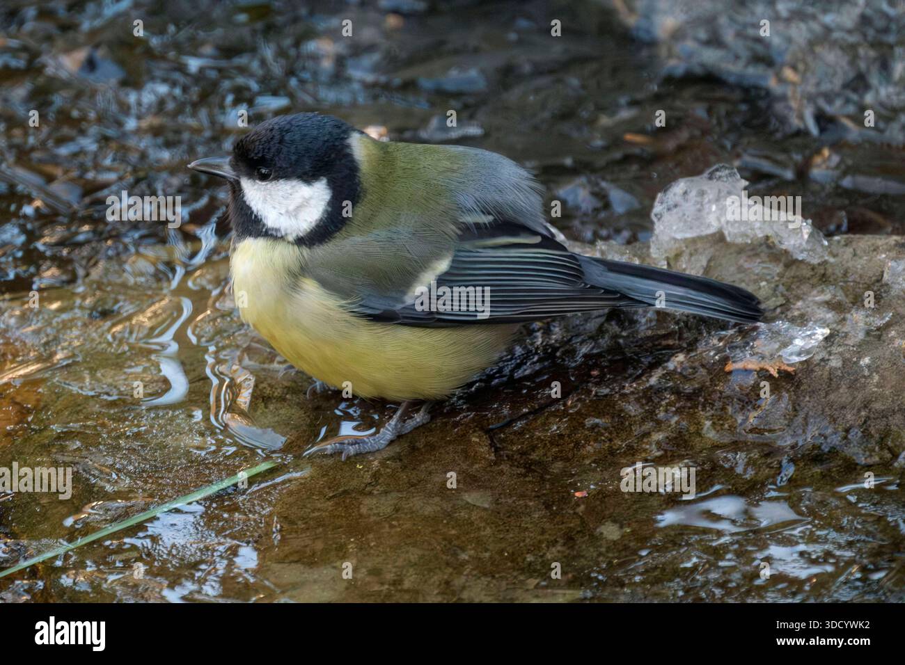 Die Kohlmeise Parus major ist eine Vogelart aus der Familie der Meisen ...