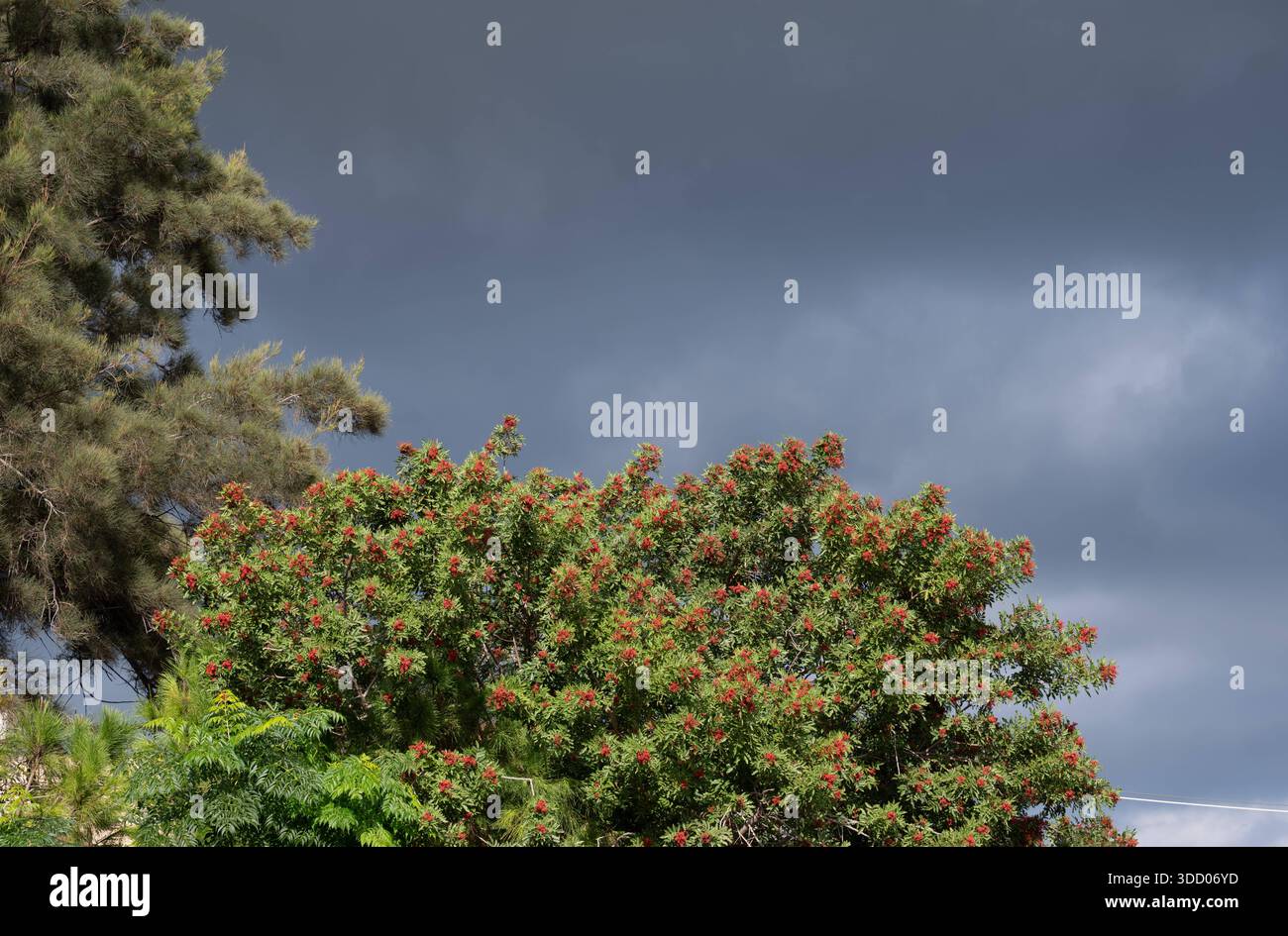 Green vegetation with red berries contrasting against dramatic dark ...