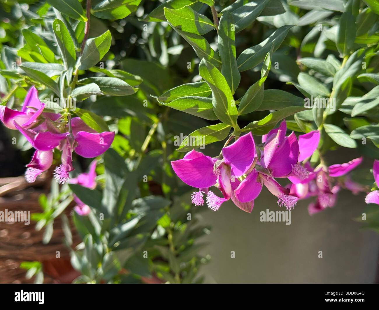 Myrtifolia hi-res stock photography and images - Alamy