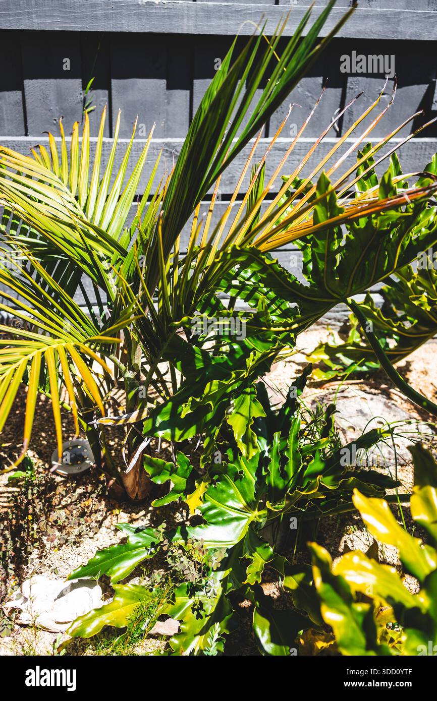 Relaxed home environment featuring hi-res stock photography and images ...