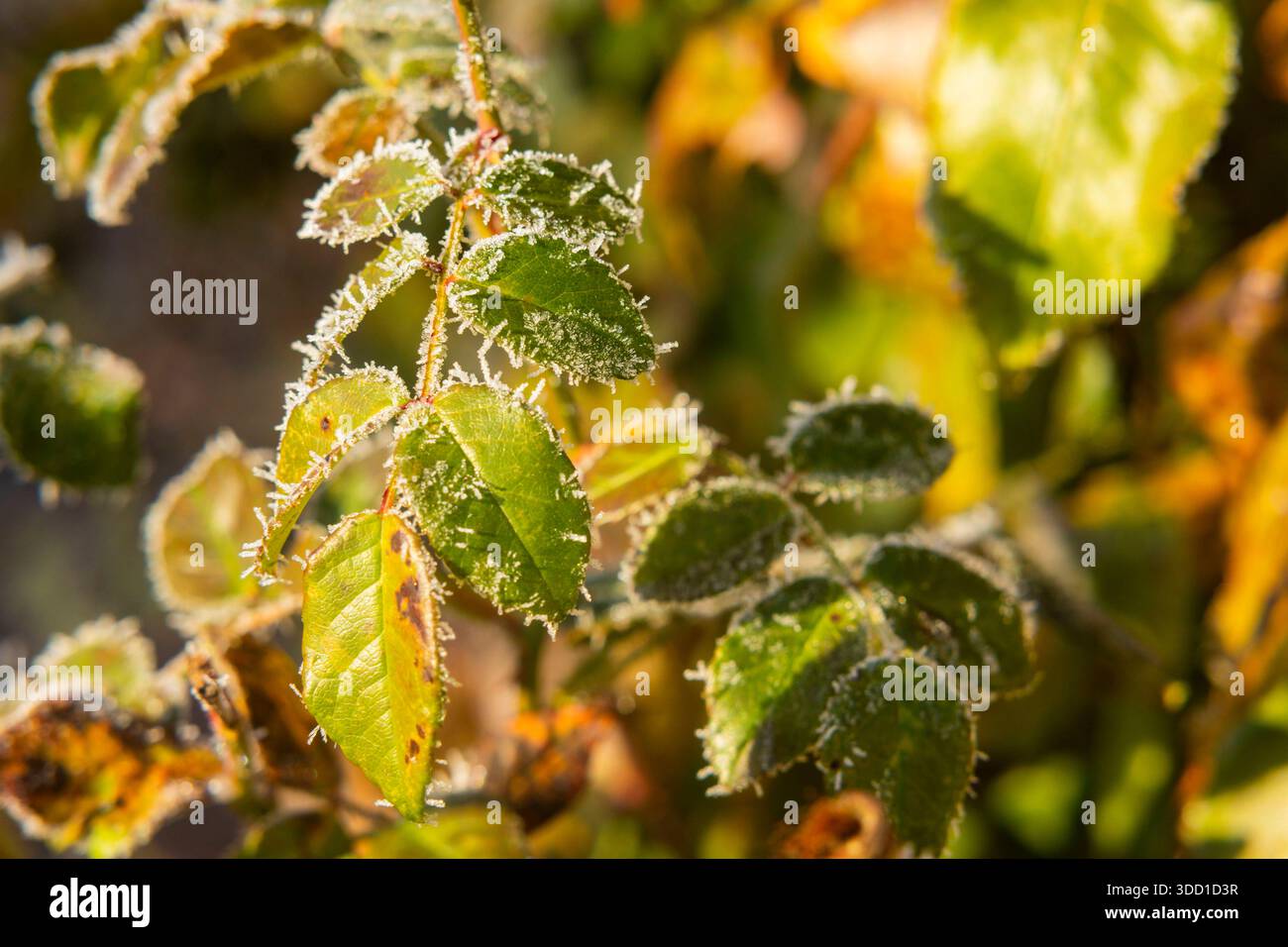 Raureif in der Natur Überfrorenen Landschaft im Osterzgebirge, Reif auf ...