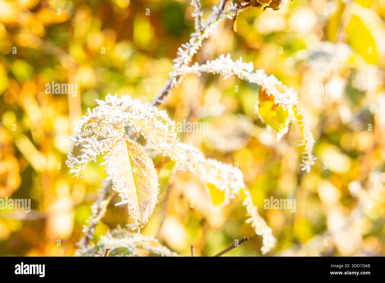Raureif in der Natur Überfrorenen Landschaft im Osterzgebirge, Reif auf ...