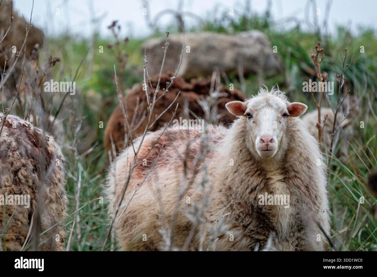 sheep among the bushes, Son Macía, Manacor, Mallorca, Balearic Islands ...