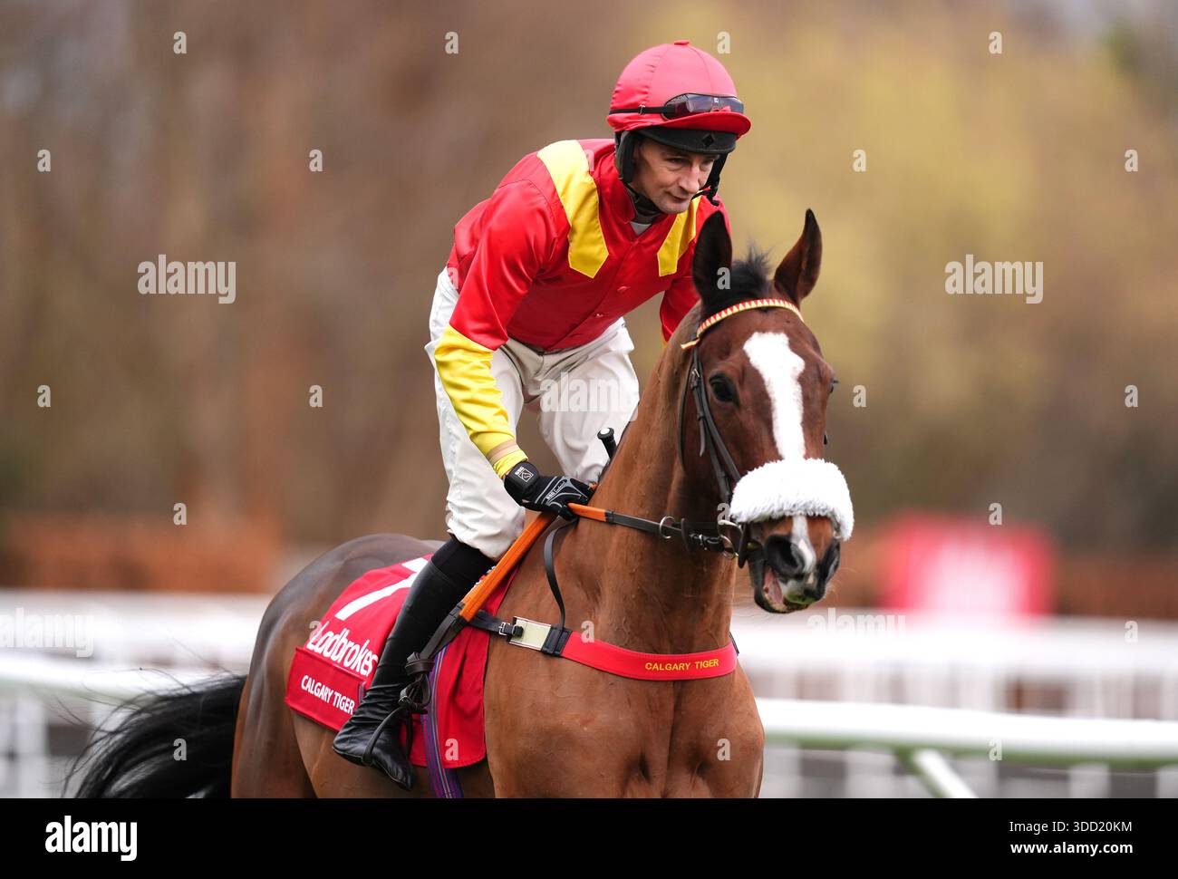 Calgary Tiger ridden by James Best before the Ladbrokes Desert Orchid ...