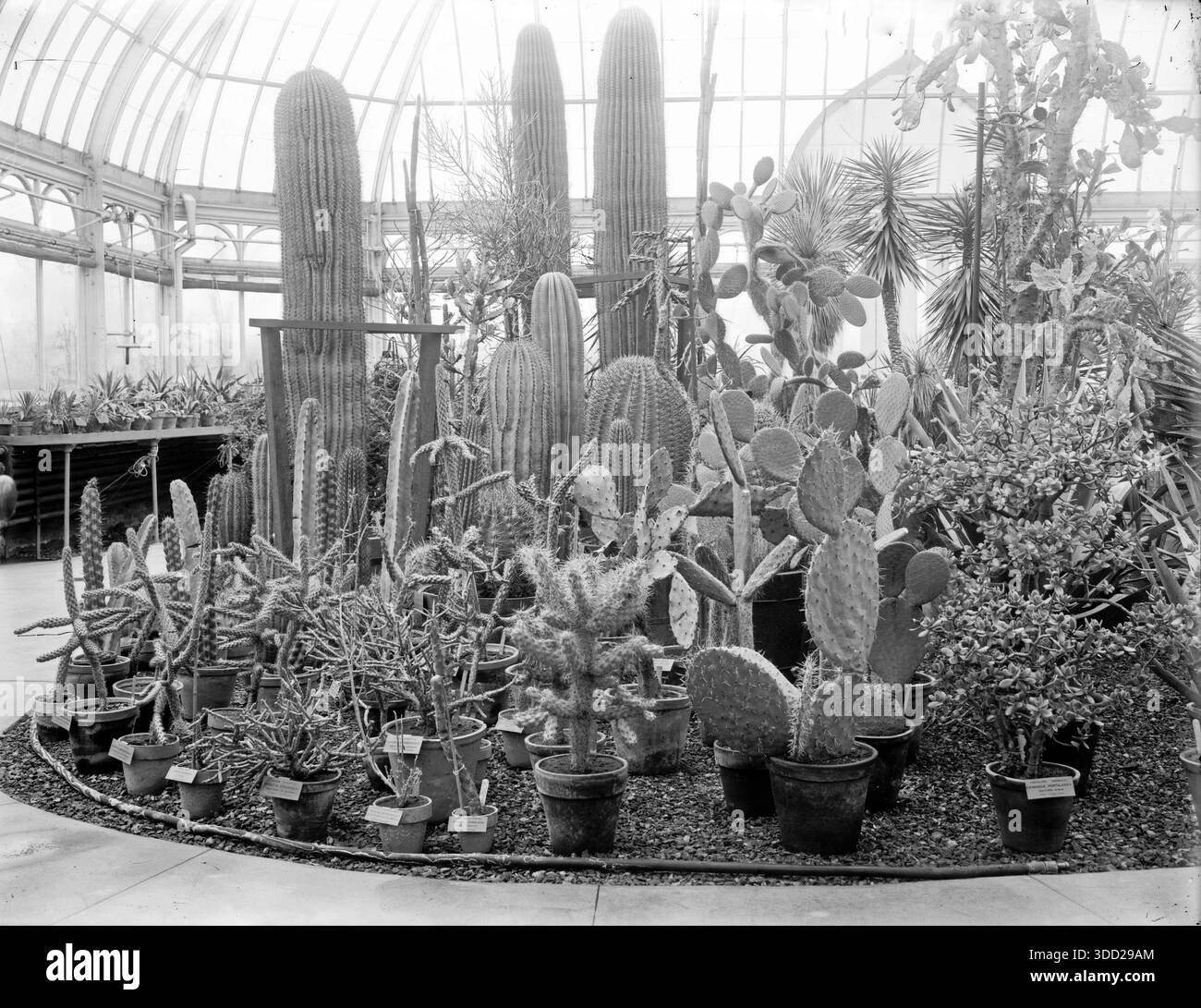 Early horticulture Black and White Stock Photos & Images - Alamy
