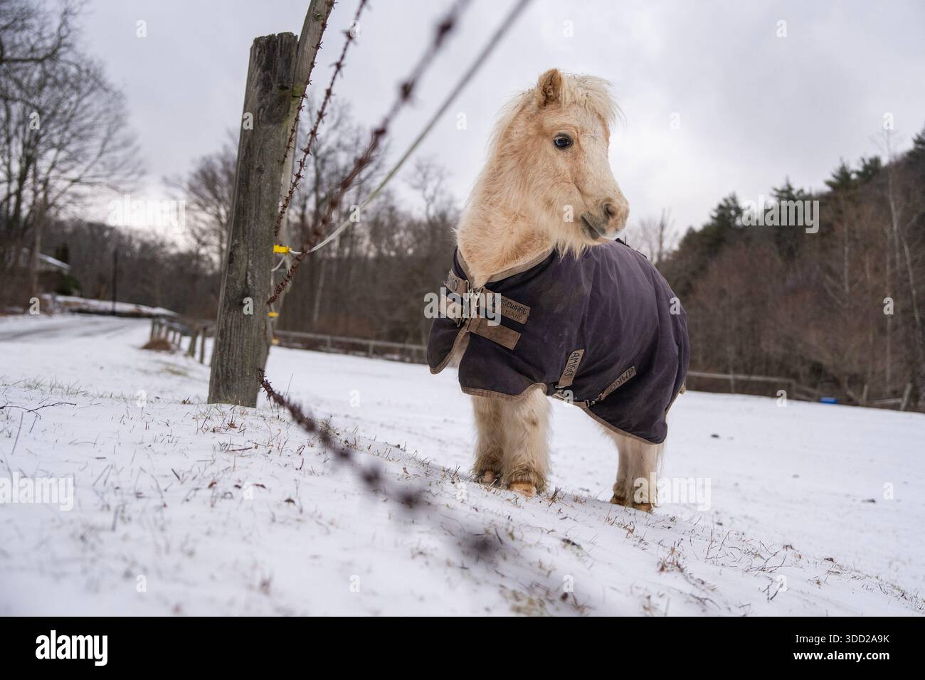 UNITED STATES - DECEMBER 27: A miniature horse is seen at a farm along ...