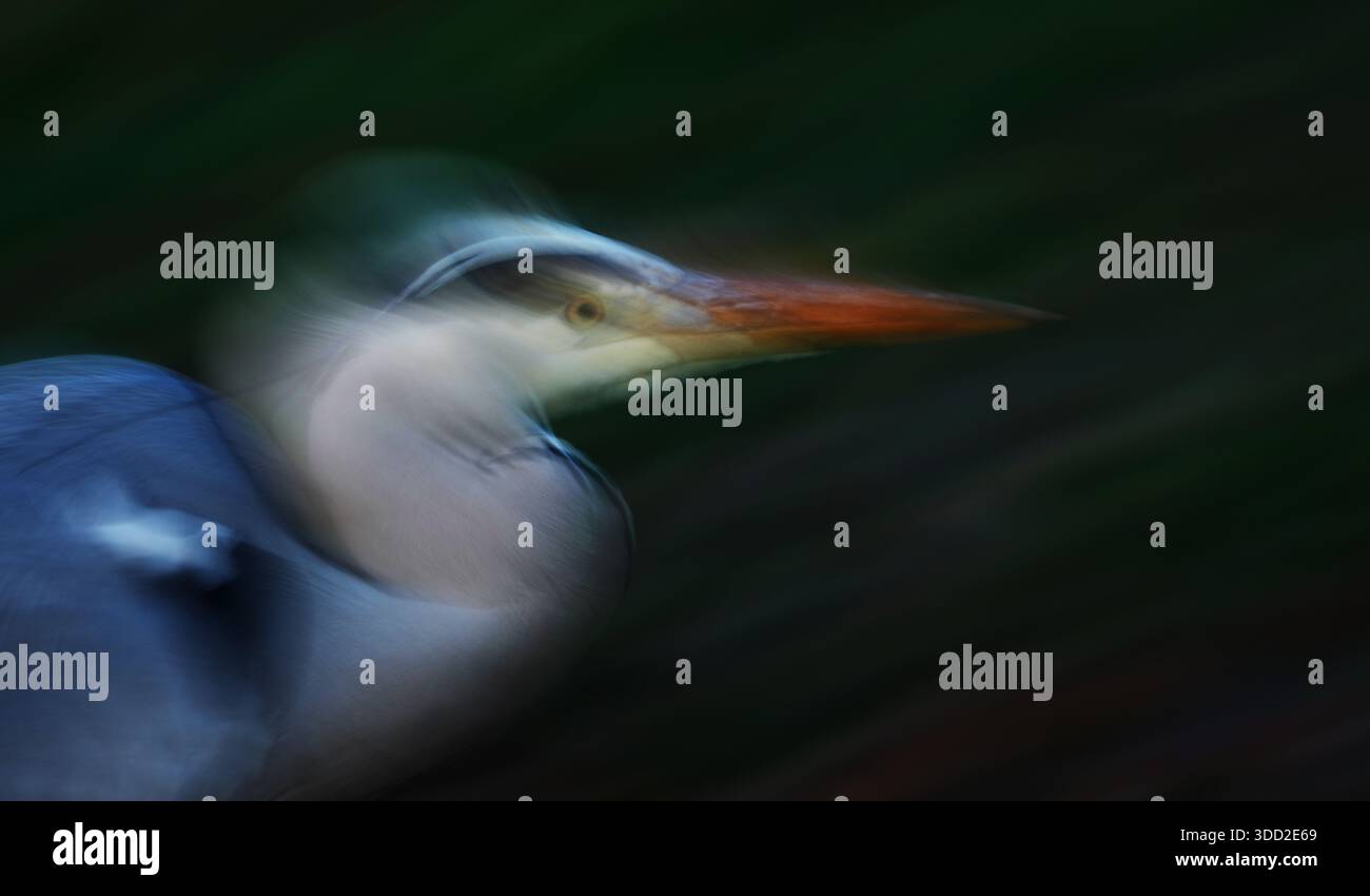 18 December 2025, Berlin: 18.12.2025, Berlin. A gray heron (Ardea ...