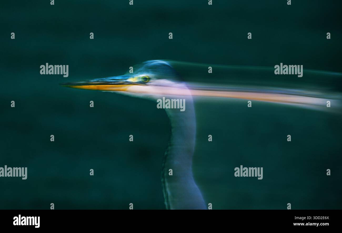 18 December 2025, Berlin: 18.12.2025, Berlin. A gray heron (Ardea ...