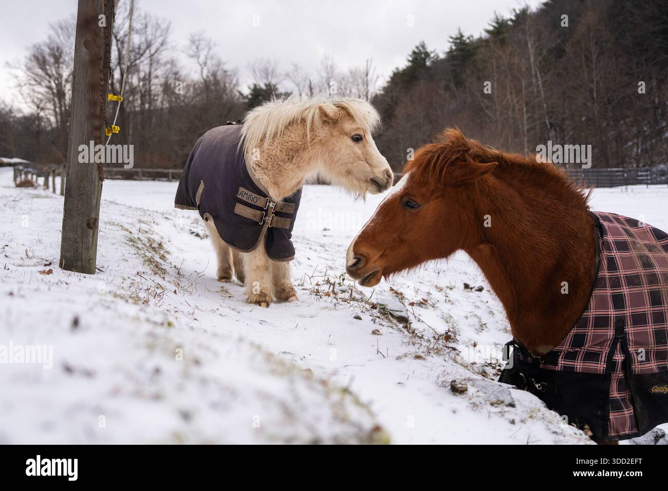 UNITED STATES - DECEMBER 27: Horses play at a farm along Sugar Hollow ...