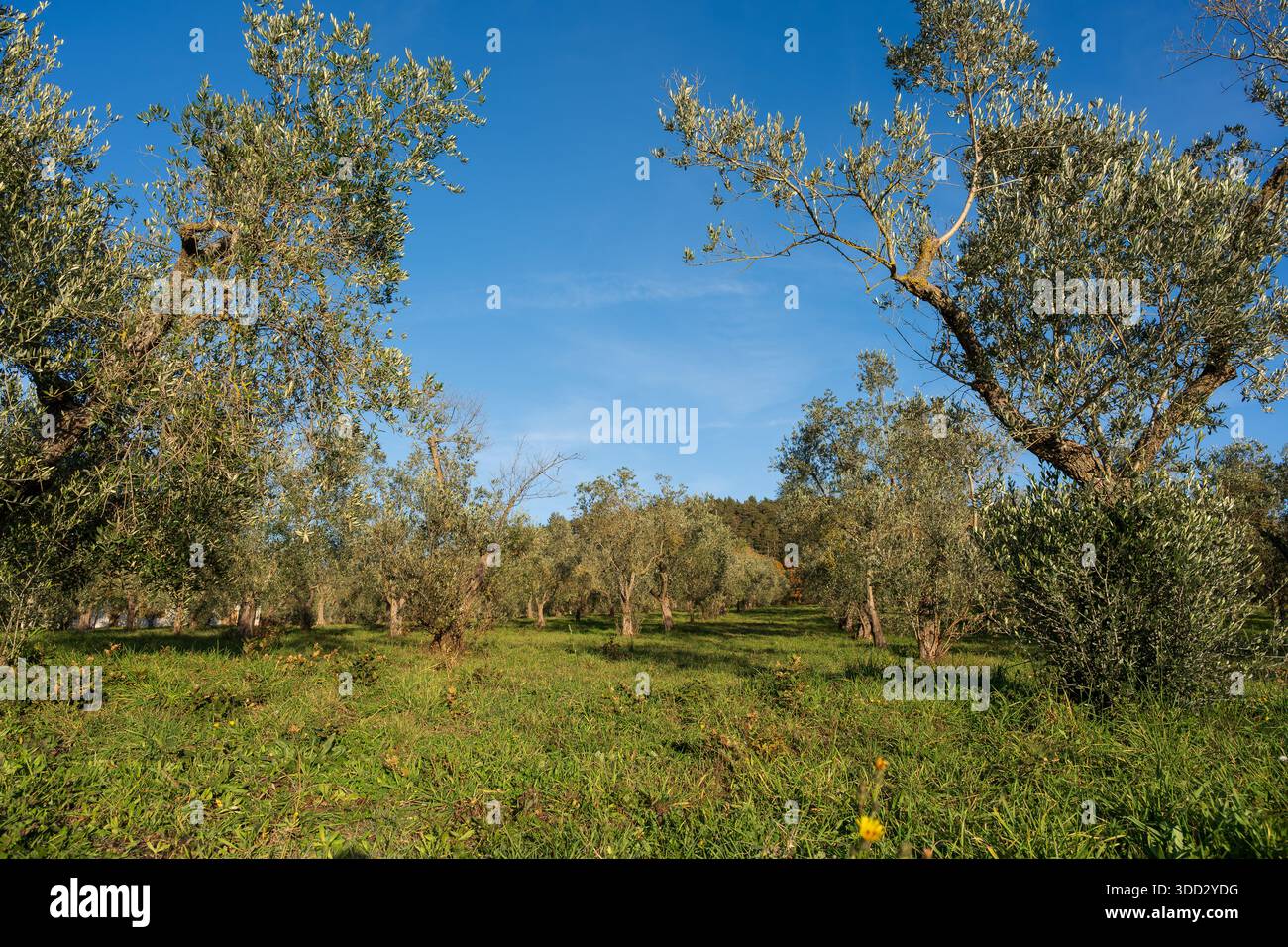 The olive tree is native to the Middle East and has been used as a food ...