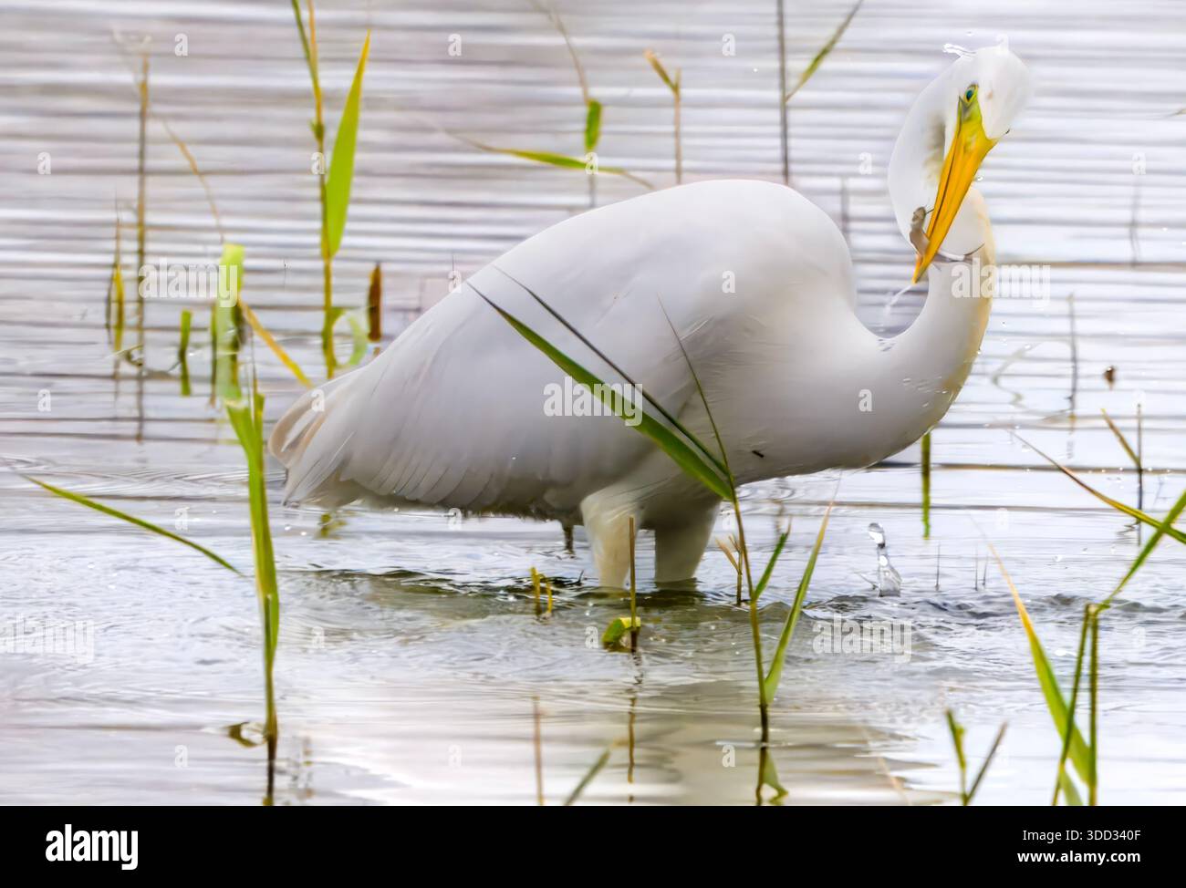 December 27th 2025: Great white egret, Herons and ducks on a grey dull ...