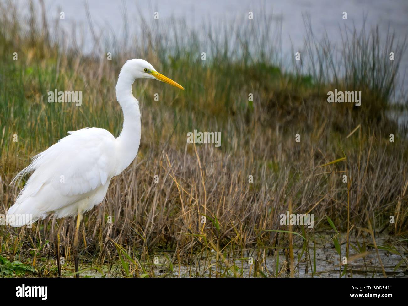 December 27th 2025: Great white egret, Herons and ducks on a grey dull ...