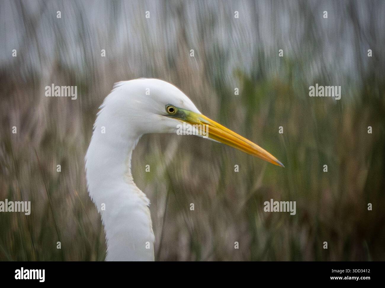 December 27th 2025: Great white egret, Herons and ducks on a grey dull ...
