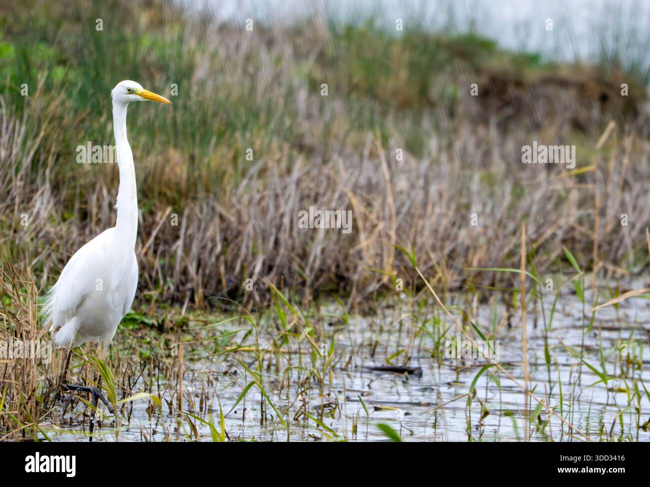 December 27th 2025: Great white egret, Herons and ducks on a grey dull ...