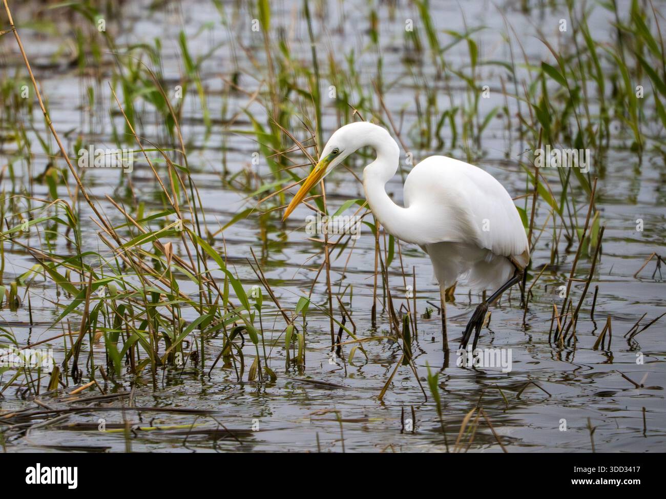 December 27th 2025: Great white egret, Herons and ducks on a grey dull ...