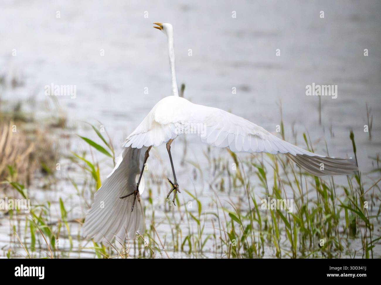 December 27th 2025: Great white egret, Herons and ducks on a grey dull ...