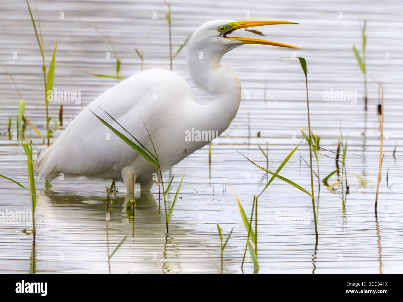 December 27th 2025: Great white egret, Herons and ducks on a grey dull ...