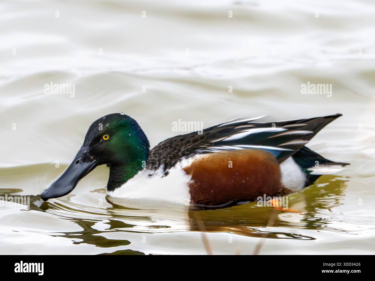 December 27th 2025: Great white egret, Herons and ducks on a grey dull ...