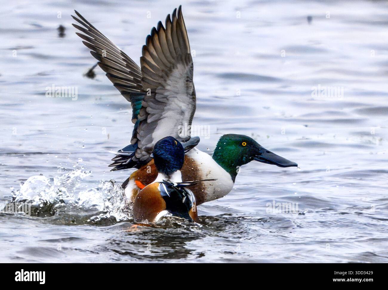 December 27th 2025: Great white egret, Herons and ducks on a grey dull ...